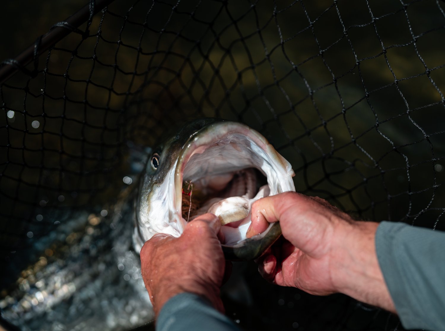 Sacramento River Striped Bass Report 6-20-26 - Fly Fishing Specialties
