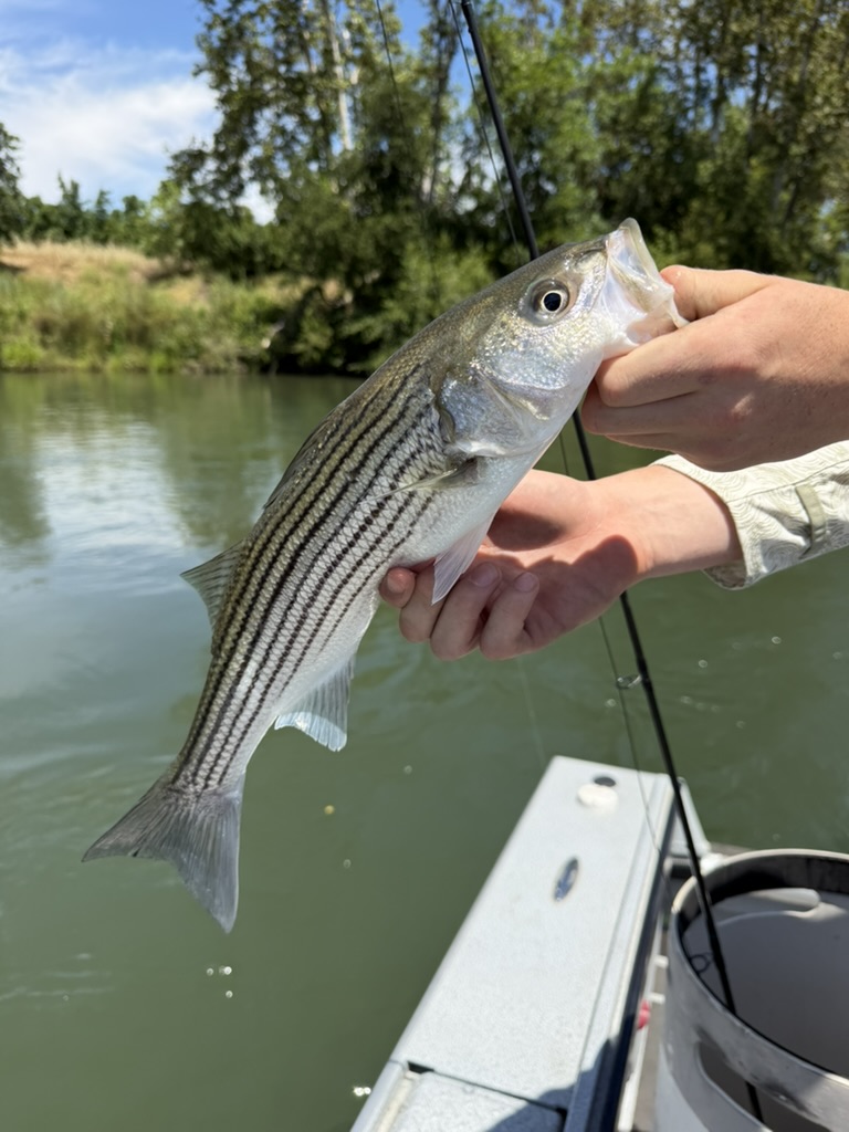 Sacramento River Striped Bass Report 6-20-26 - Fly Fishing Specialties